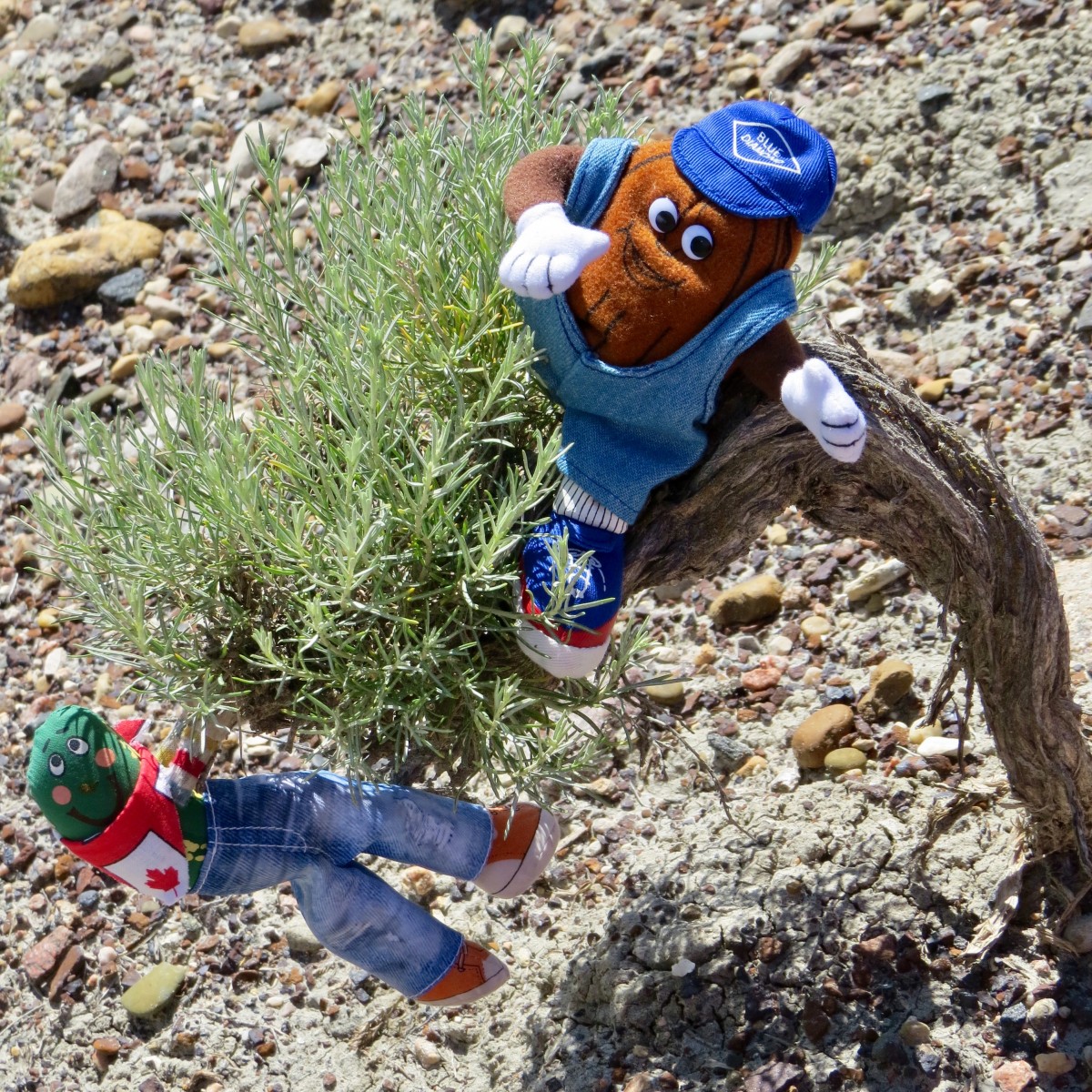 A Celebration - Pickles Place